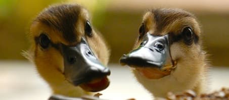 Unlocking C-level performance in pandas.DataFrame.apply with Numba | Labs